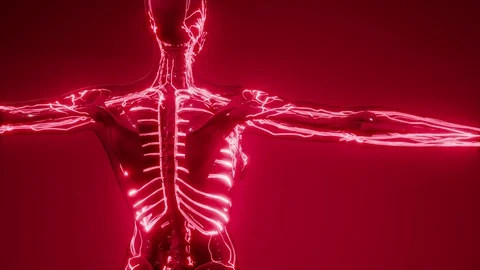 Blood Body Stock Videos – Royalty-Free HD & 4K Videos | Pond5