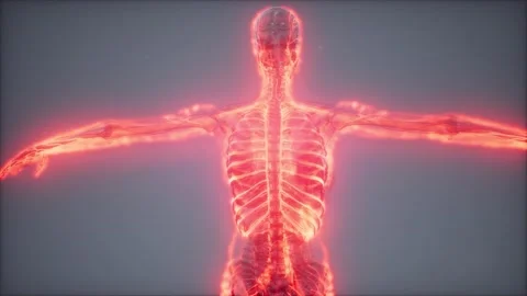 Trunk Human Body Stock Videos – Royalty-Free HD & 4K Videos | Pond5