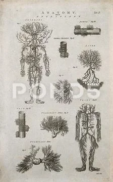 Blood-vessels of the human body: nine figures. Line engraving by I ...