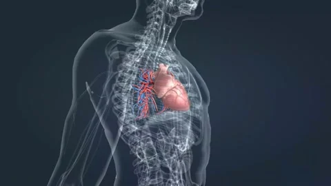 Pulmonary Circulation Animation Magnetic Blood Circulation Model