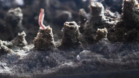 blood worm larva, Midge larva in its mud... | Stock Video | Pond5