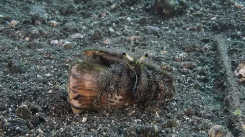 Hermit Crab Stock Video Footage | Royalty Free Hermit Crab Videos | Pond5