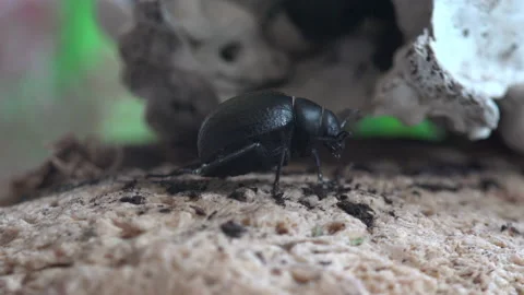 Bloody Nose Black Stock Videos – Royalty-Free HD & 4K Videos