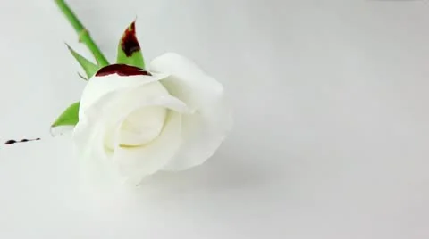 Bloody White Flowers Stock Videos – Royalty-Free HD & 4K Videos | Pond5