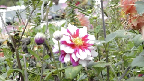 Bloom and decay of flower | Stock Video | Pond5