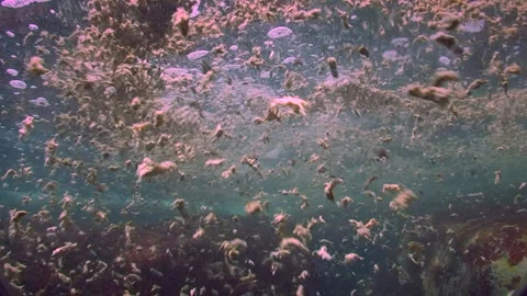 Algae Bloom Stock Footage ~ Royalty Free Stock Videos | Pond5