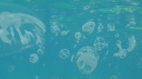 A bloom of stinging Jellyfish pulsating ... | Stock Video | Pond5