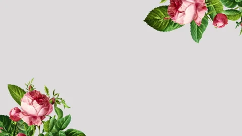 Blooming animated Red Flower reveal, Flo... | Stock Video | Pond5