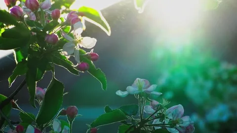 Blooming apple tree in early spring. Whi... | Stock Video | Pond5