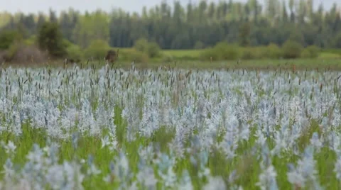 Blooming Camas Wildflowers, Nez Perce Na... | Stock Video | Pond5