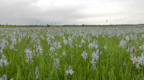 Blooming Camas Wildflowers, Nez Perce Na... | Stock Video | Pond5