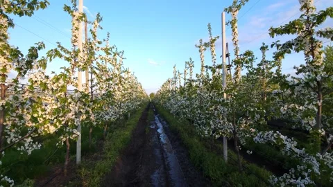 Blooming cherry industrial clone garden ... | Stock Video | Pond5