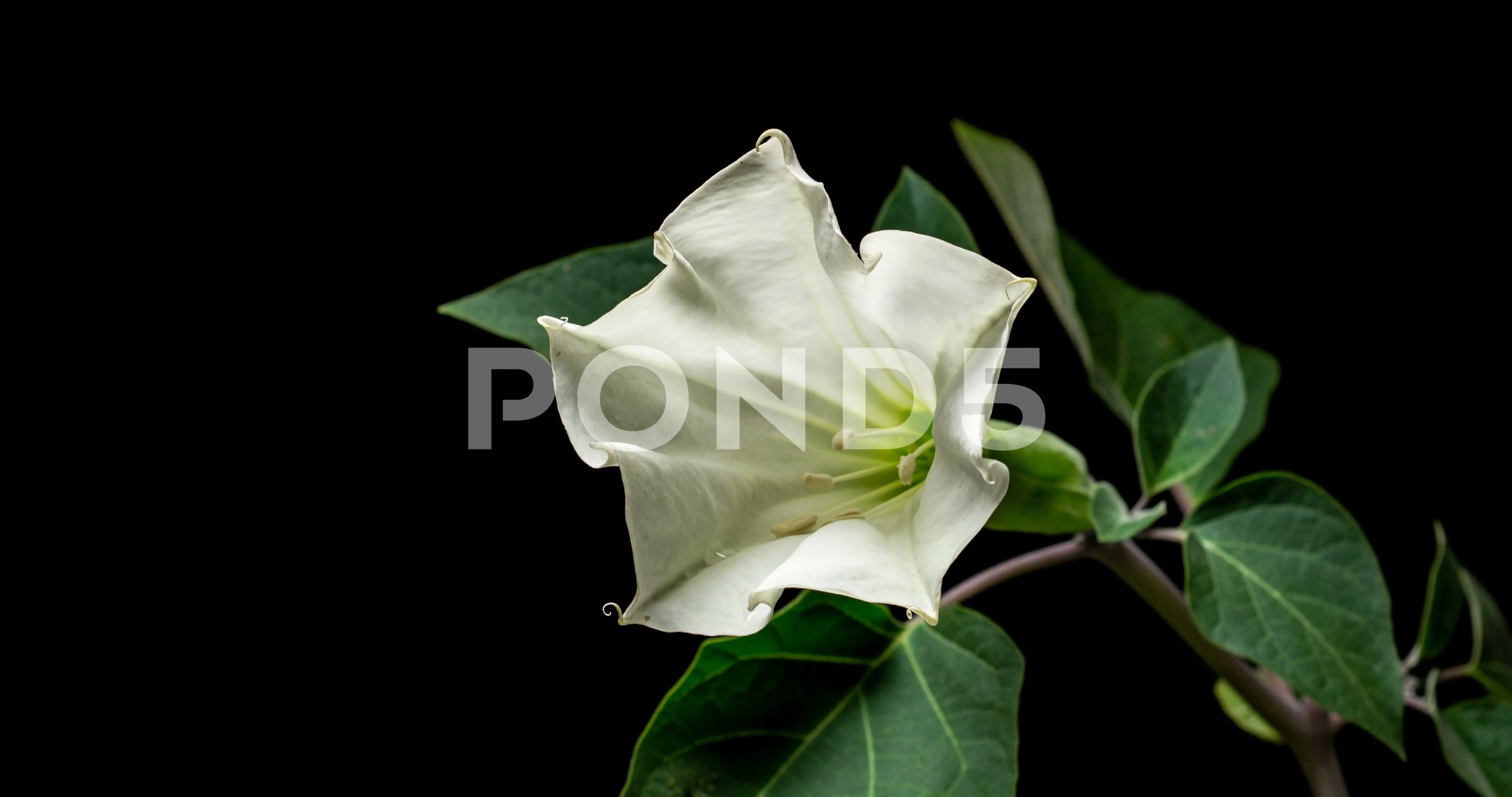 Dope Flower Pictures | Best Flower Site