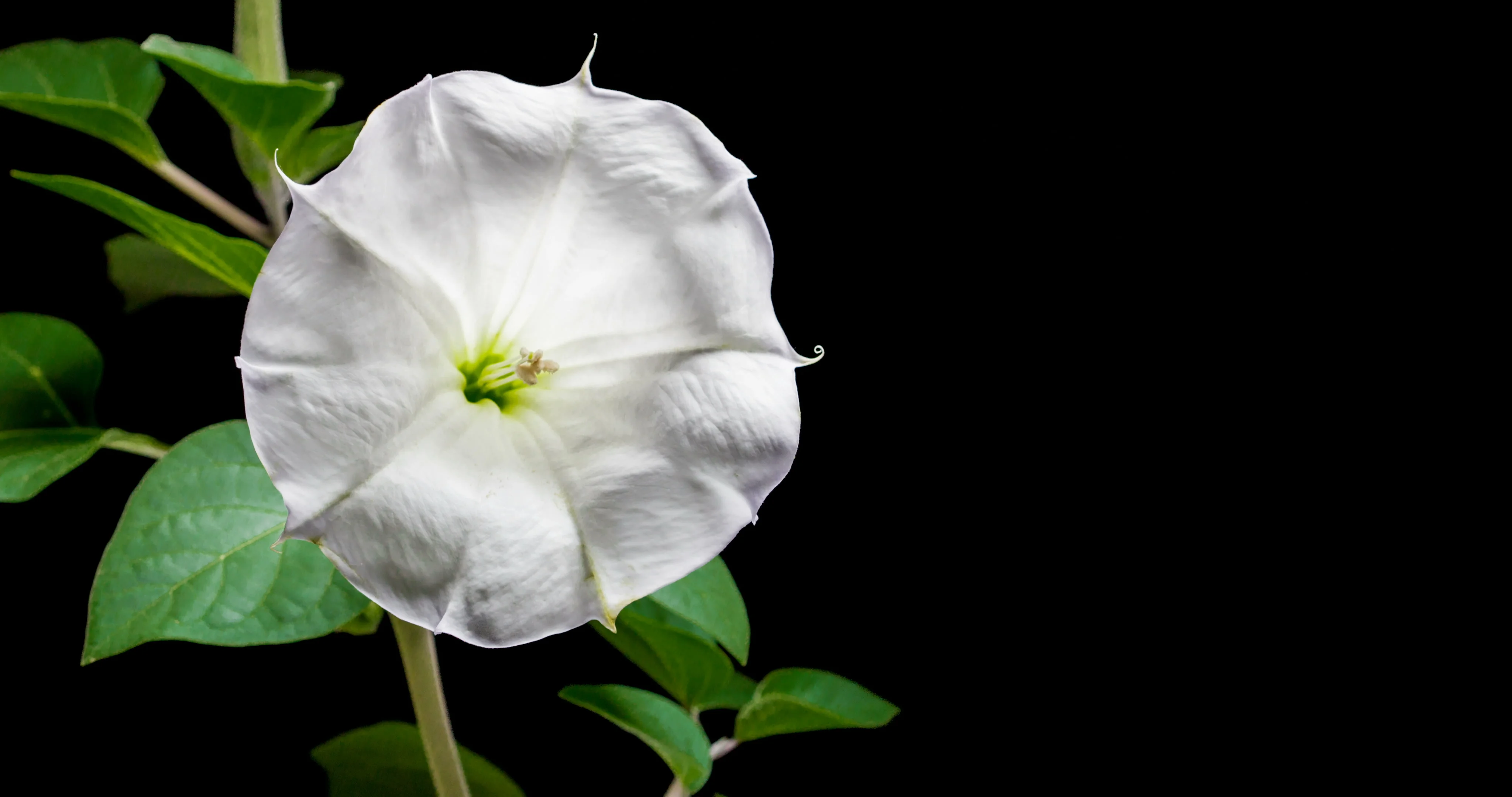 Dope Flower Pictures | Best Flower Site