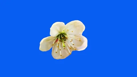 Blooming flower 2D animation, chroma key | Stock Video | Pond5