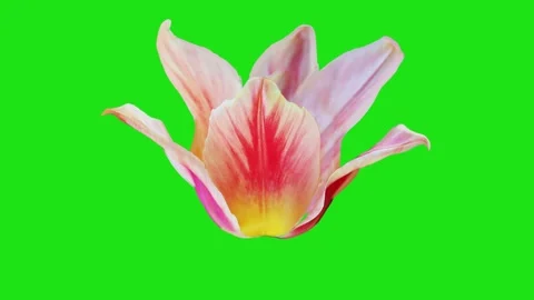 Blooming flower 2D animation, chroma key | Stock Video | Pond5
