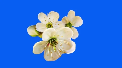 Blooming flower 2D animation, chroma key | Stock Video | Pond5