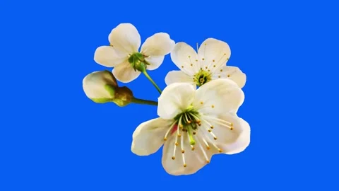 Blooming flower 2D animation, chroma key | Stock Video | Pond5