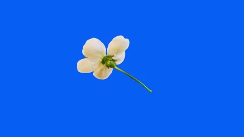 Blooming flower 2D animation, chroma key | Stock Video | Pond5