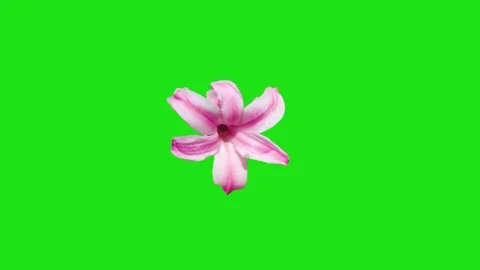 Blooming flower 2D animation, chroma key | Stock Video | Pond5