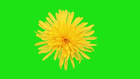 Blooming flower 2D animation, chroma key | Stock Video | Pond5