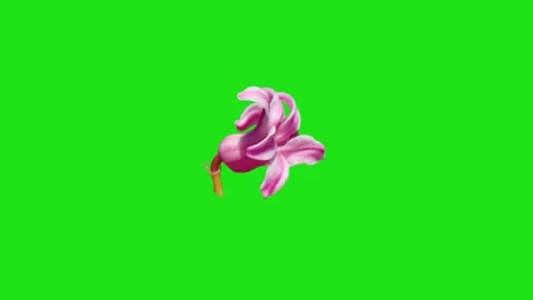Blooming flower 2D animation, chroma key | Stock Video | Pond5