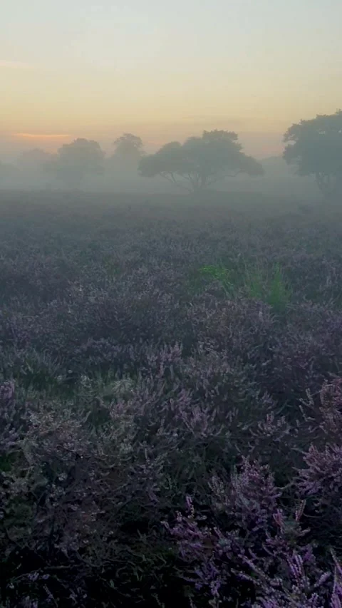 Purple Heather Stock Videos – Royalty-Free HD & 4K Videos