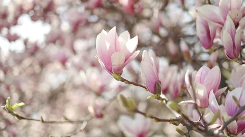 Magnolia Background Stock Videos – Royalty-Free HD & 4K Videos | Page 5