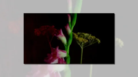 Blooming Buds Stock Videos – Royalty-Free HD & 4K Videos | Page 3