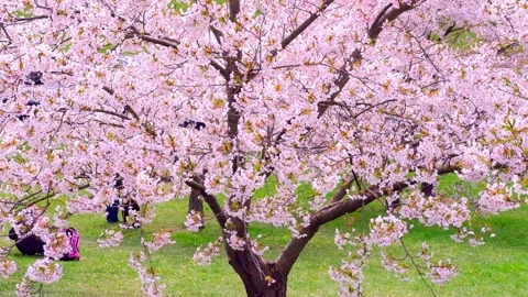 Blooming pink sakura tree on green grass... | Stock Video | Pond5