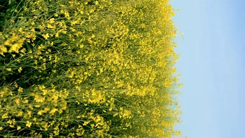 Blooming rapeseed, growing biofuel crops... | Stock Video | Pond5