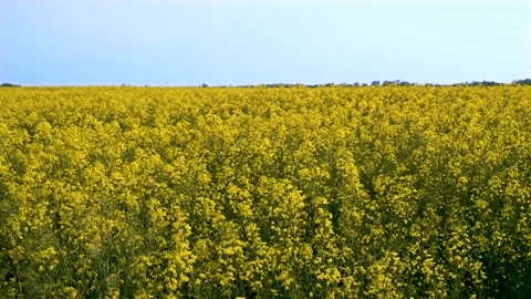 Blooming rapeseed, growing biofuel crops... | Stock Video | Pond5