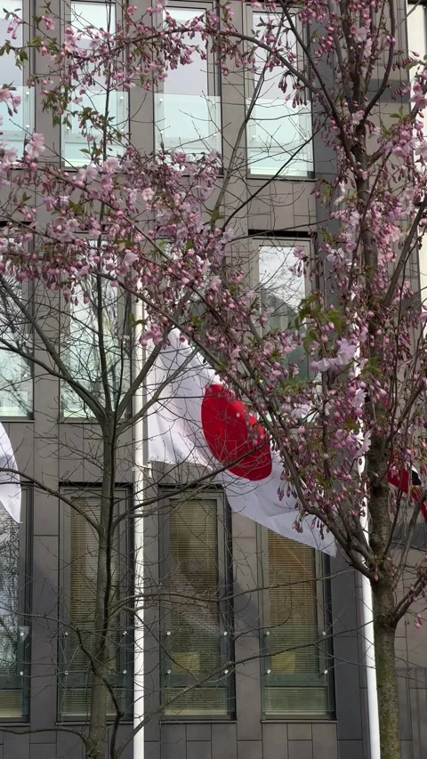 Blooming sakura tree with Japanese flag ... | Stock Video | Pond5