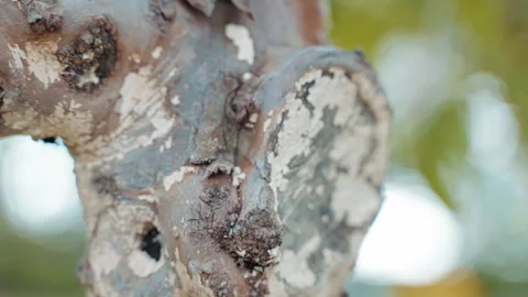 Blooming tree infected with parasites an... | Stock Video | Pond5