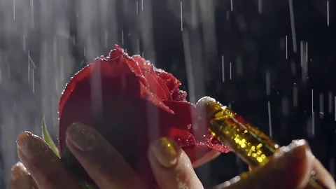 blossom of red rose and vial of essentia... | Stock Video | Pond5