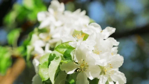 Golden Whic Stock Videos – Royalty-Free HD & 4K Videos | Pond5