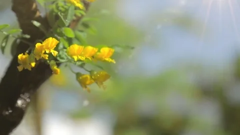 Golden Whic Stock Videos – Royalty-Free HD & 4K Videos | Pond5