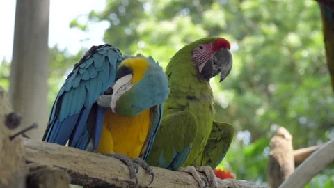 Blue and gold Macaw cleaning wing next t... | Stock Video | Pond5