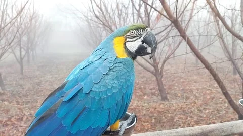 Blue and Gold Macaw Stock Footage ~ Royalty Free Stock Videos | Pond5