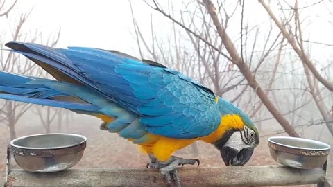 Blue and Gold Macaw Stock Footage ~ Royalty Free Stock Videos | Pond5