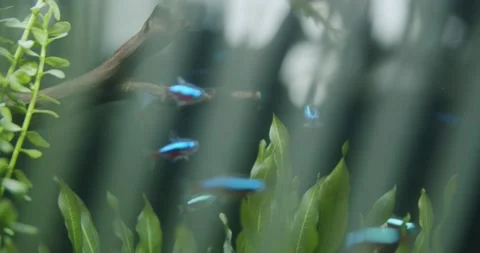 Blue and red Neon Tetra tropical fish on... | Stock Video | Pond5