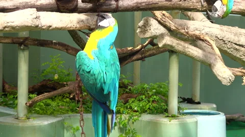 Parrot Flapping Wings Stock Footage ~ Royalty Free Stock Videos | Pond5