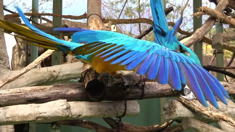 Parrot Flapping Wings Stock Footage ~ Royalty Free Stock Videos | Pond5