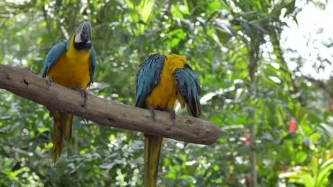 Blue and Yellow Macaw parrot dancing. Fo... | Stock Video | Pond5