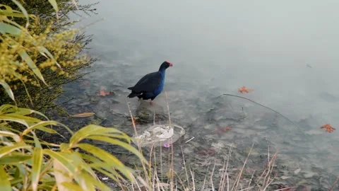 Blue bird at the border of a lake ready ... | Stock Video | Pond5