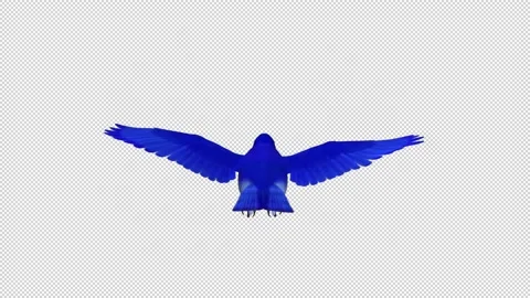 Blue Bird - Flying Loop - Back View - Al... | Stock Video | Pond5