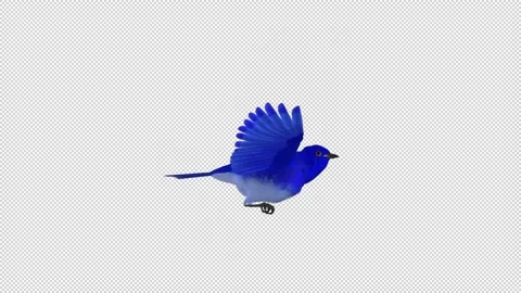 Blue Bird - Flying Loop - Side View - Al... | Stock Video | Pond5
