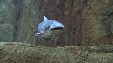 Underwater Adult Stock Video Footage | Royalty Free Underwater Adult ...