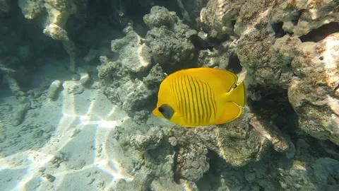 Blue-cheeked butterflyfish or Masked but... | Stock Video | Pond5