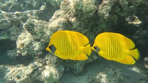 Blue-cheeked butterflyfish or Masked but... | Stock Video | Pond5